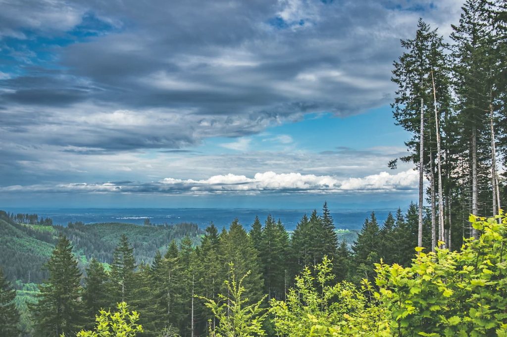 Capitol Forest, WA: Many, Many Trees Spiked in Solidarity with Wet ...